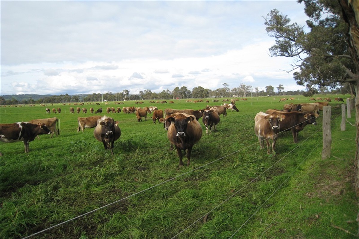 Farmers encouraged to apply for roadside grazing permits - Corangamite ...